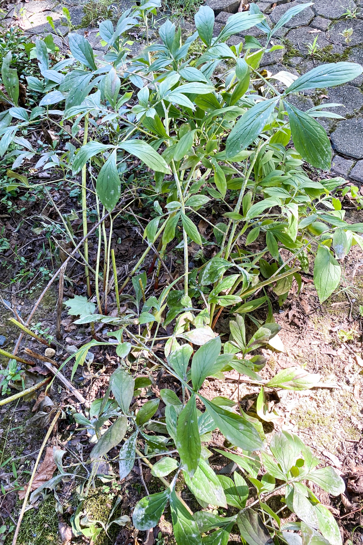 Transplanting Peonies - A How-to Guide - Tweak and Tinker