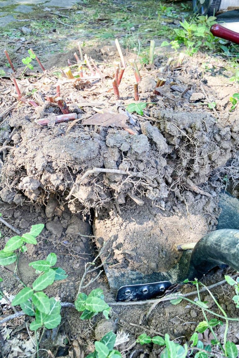 Transplanting Peonies - A How-to Guide - Tweak and Tinker
