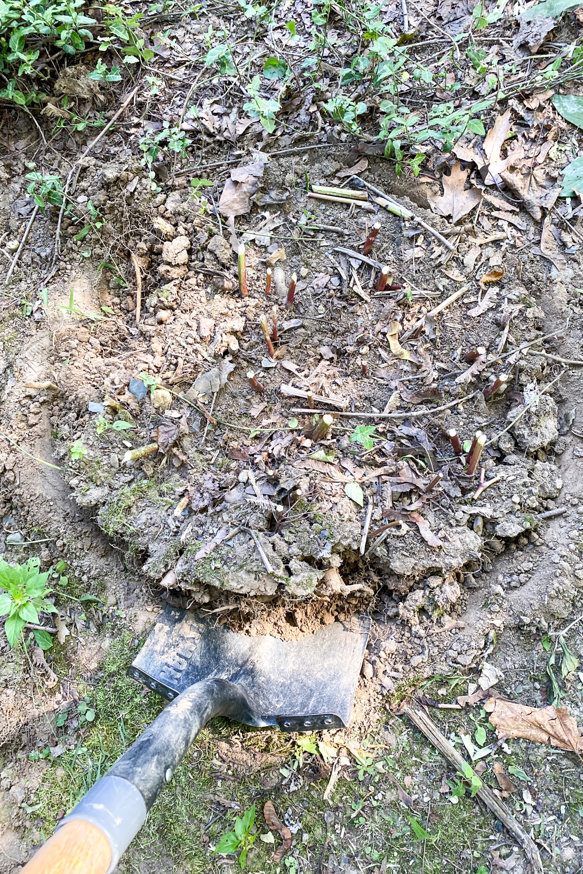 Transplanting Peonies - A How-to Guide - Tweak and Tinker