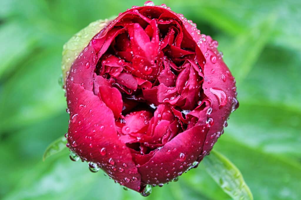 Transplanting Peonies - A How-to Guide - Tweak and Tinker