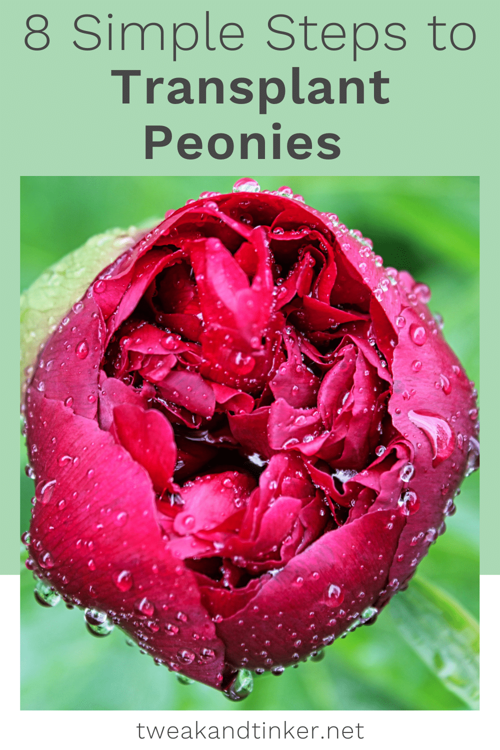 Transplanting Peonies - A How-to Guide - Tweak and Tinker